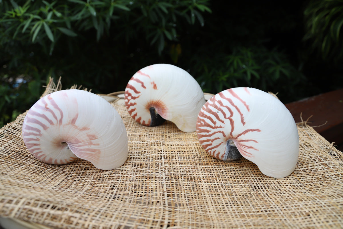 Maryann Fauid - Nautilus Shell - Large – Gab Titui Cultural Centre